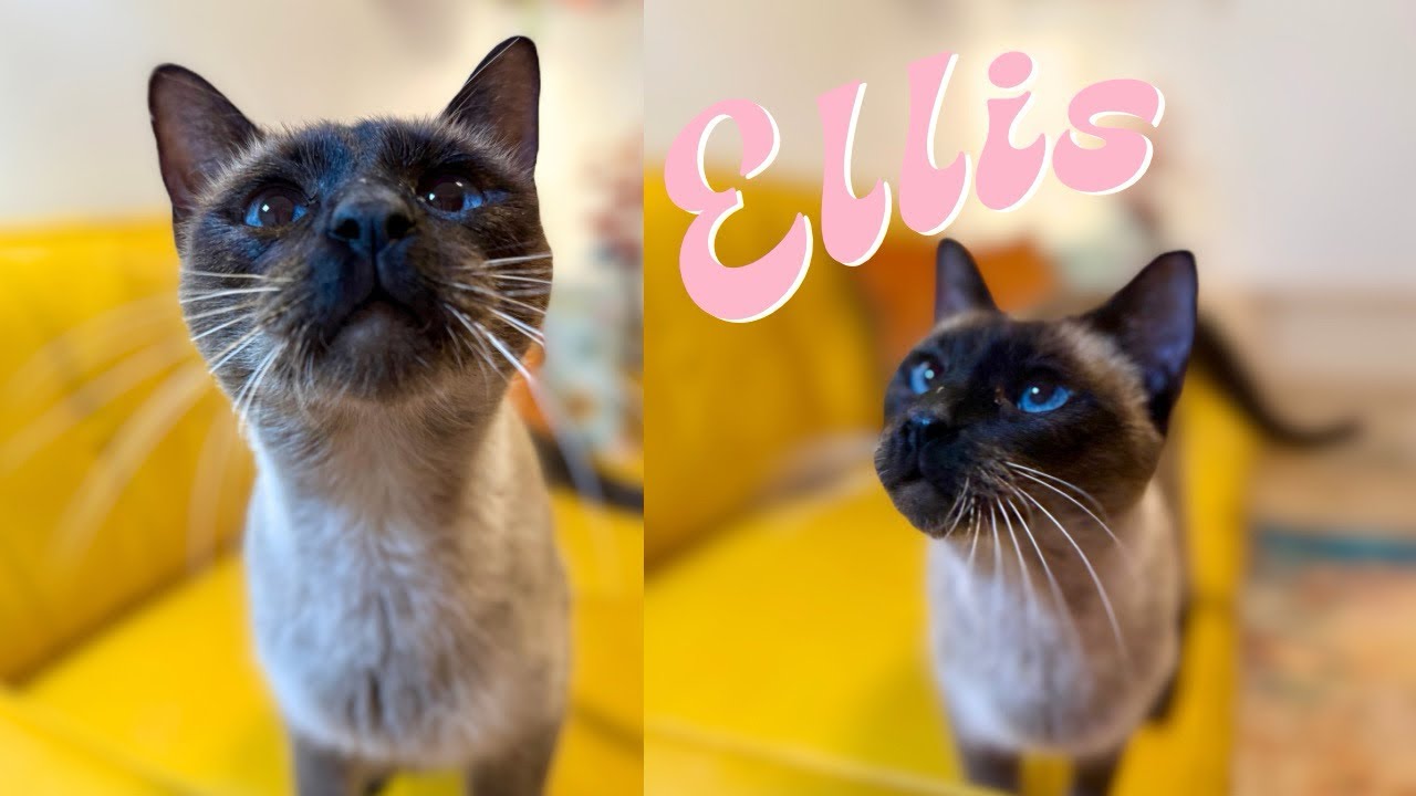 Sweet & loving Siamese kitty, Ellis! - YouTube