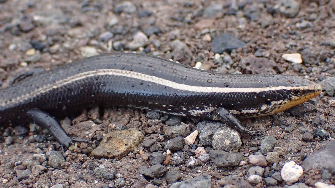 Gran Canaria skink (Chalcides sexlineatus) Close-Up - YouTube