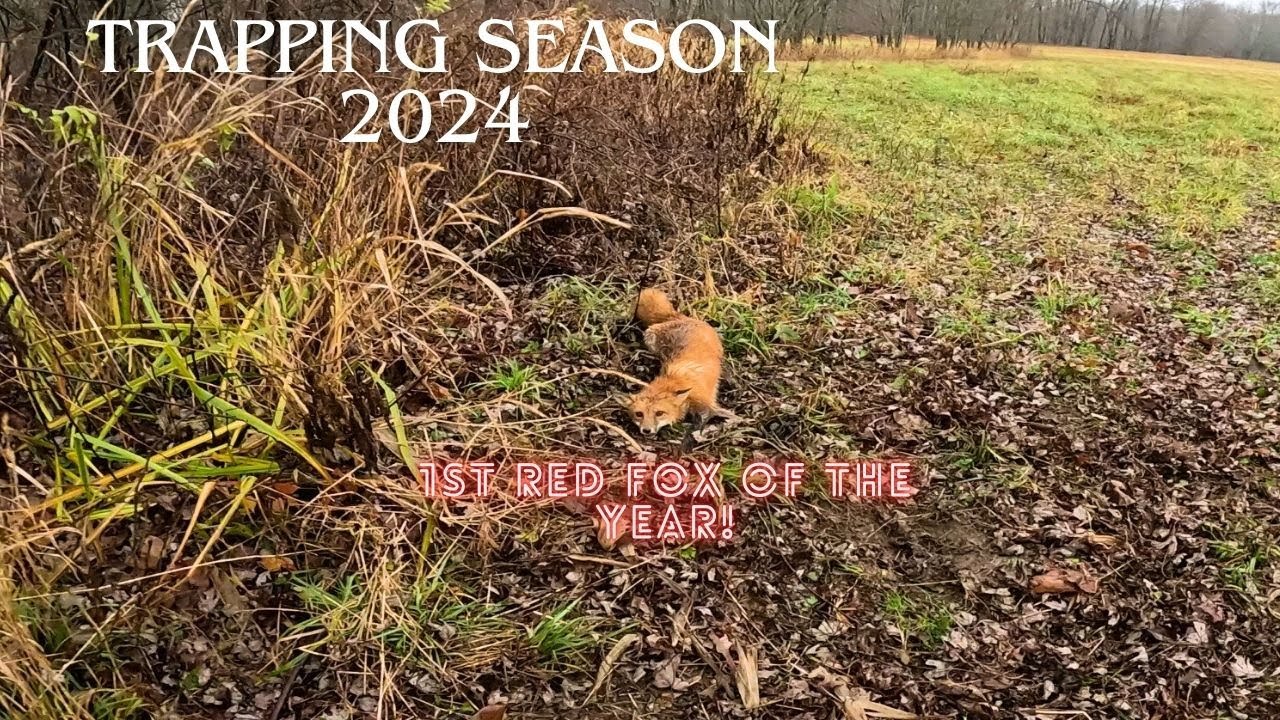 Trapping Season 2024 | First Red Fox! #trapping #trapper #redfox - YouTube