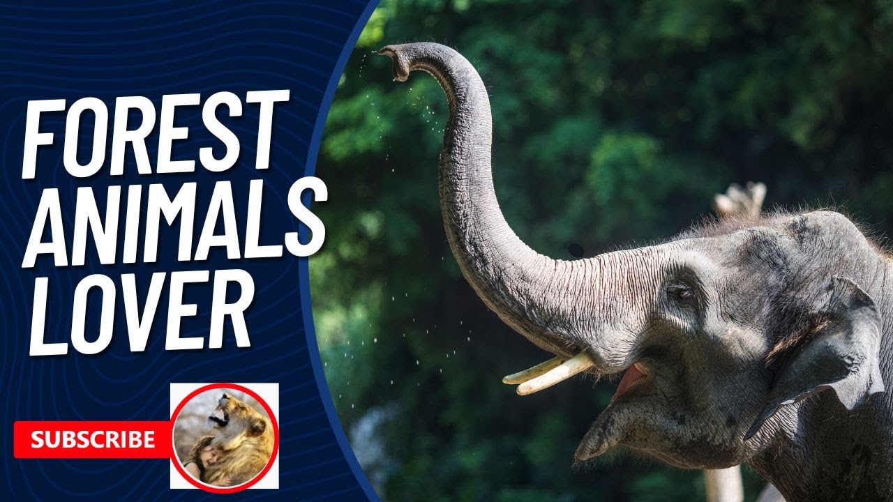 people hunting by elephant in forest,forest animal lover. - YouTube