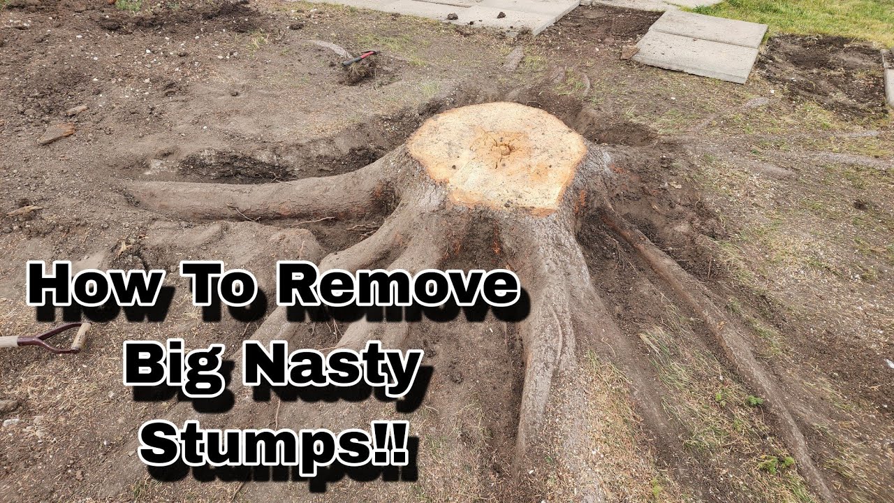 How To Deal With A Nasty Tree Stump! - YouTube