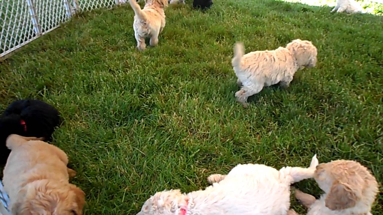 Goldendoodles - playing outside - YouTube