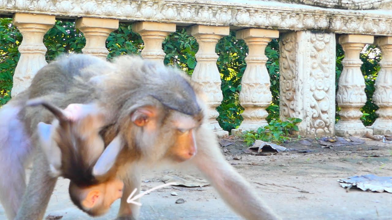 My god...Not only baby monkey SARO Even baby monkey MORA has many style ...