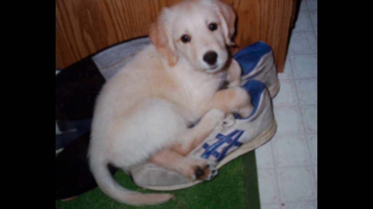 Tyler W Wagland THE Ultimate Dawg - YouTube