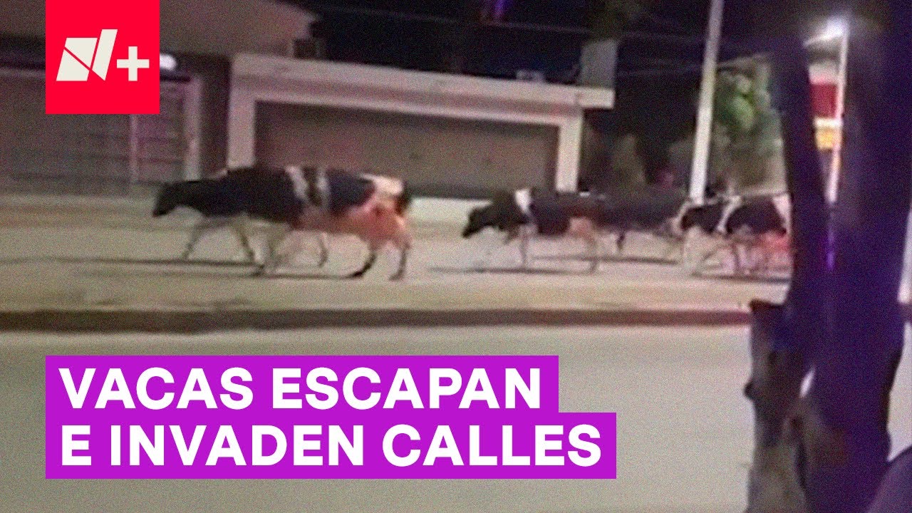 Estampida de vacas por las calles de Coahuila - N+ - YouTube