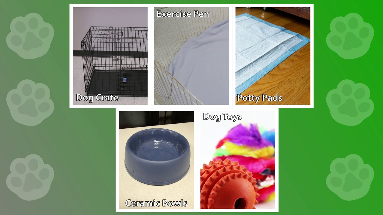 Pet Fostering: Preparing a Puppy Area - YouTube