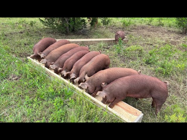 Pasture For Pigs