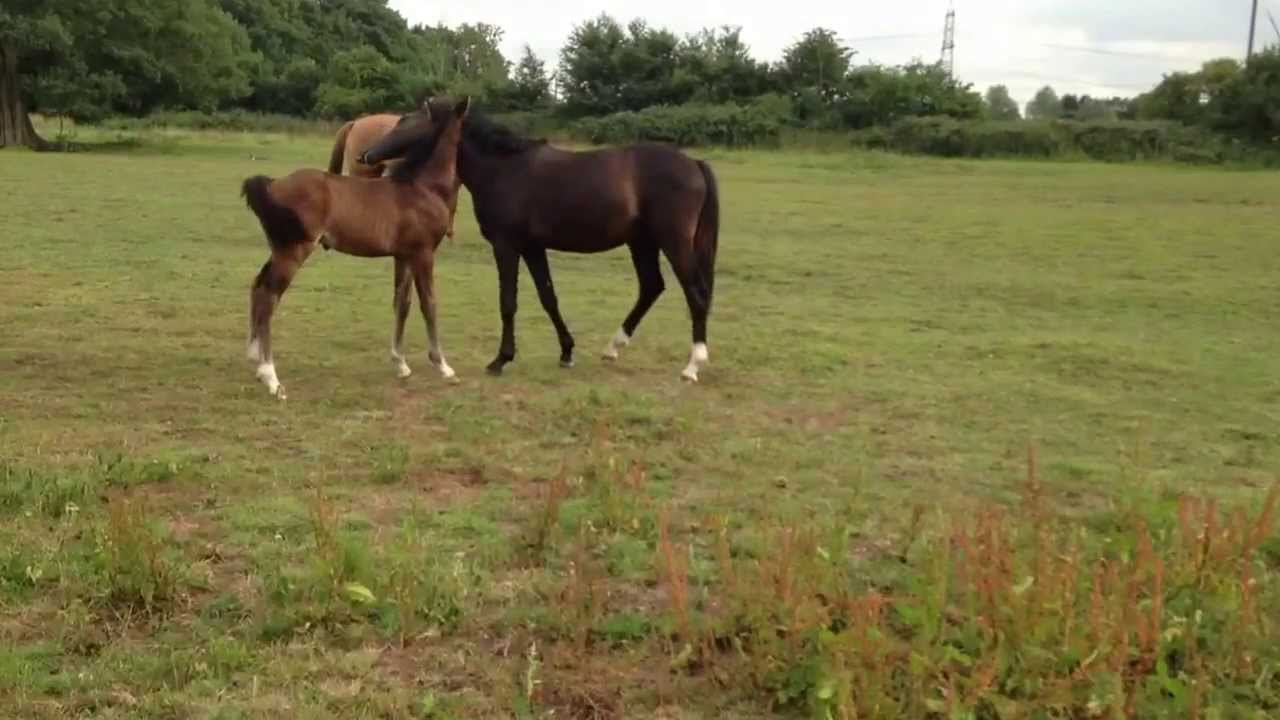 Two very cute colts by Rembrandt DDH playing - YouTube