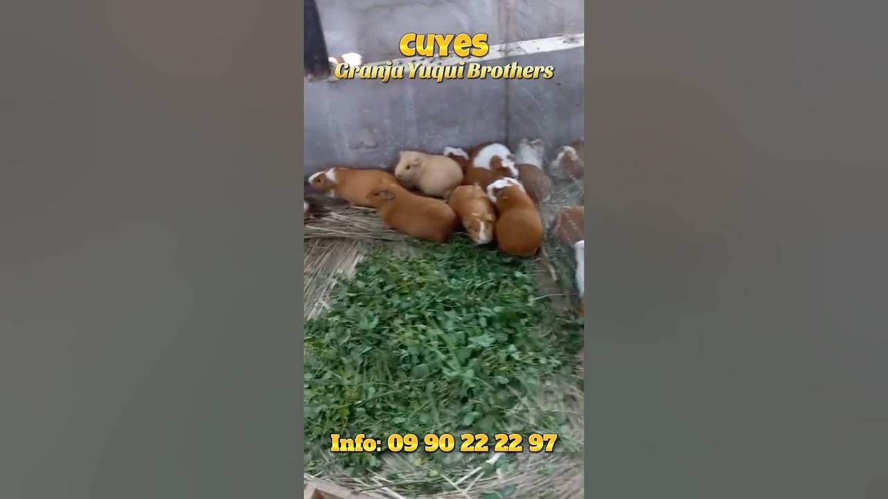 Cuyes Granja Yuqui Brothers #cuyes #cury #cuys #elcuy #cuyo #curry #cuyos #loscuyes #cuy #pets # ...