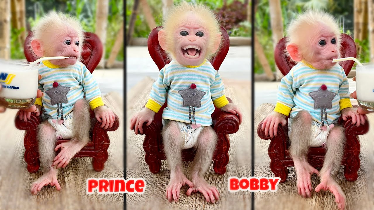 I'm Bobby cute cheese stick, let's see what daddy cooks for me - YouTube