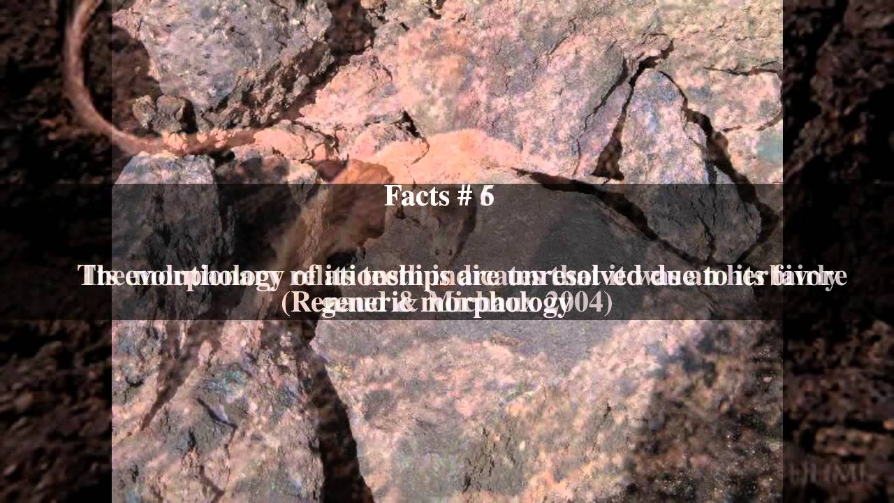 Lava mouse Top # 8 Facts - YouTube