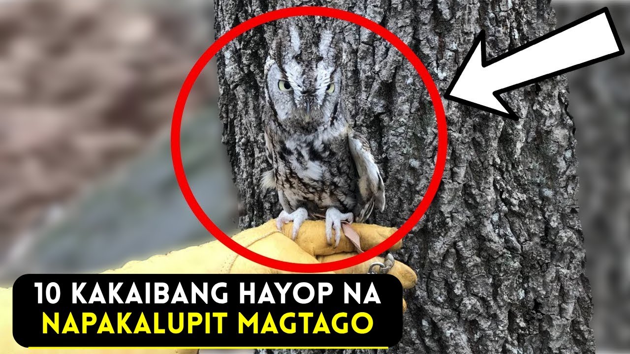 15 Kakaibang Hayop na Napakalupit Magtago | Invisible na Hayop - YouTube