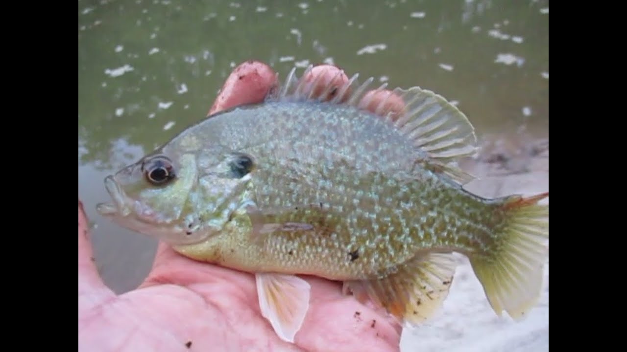 Ep.419- Fishing Old School Style, Part 1 - YouTube