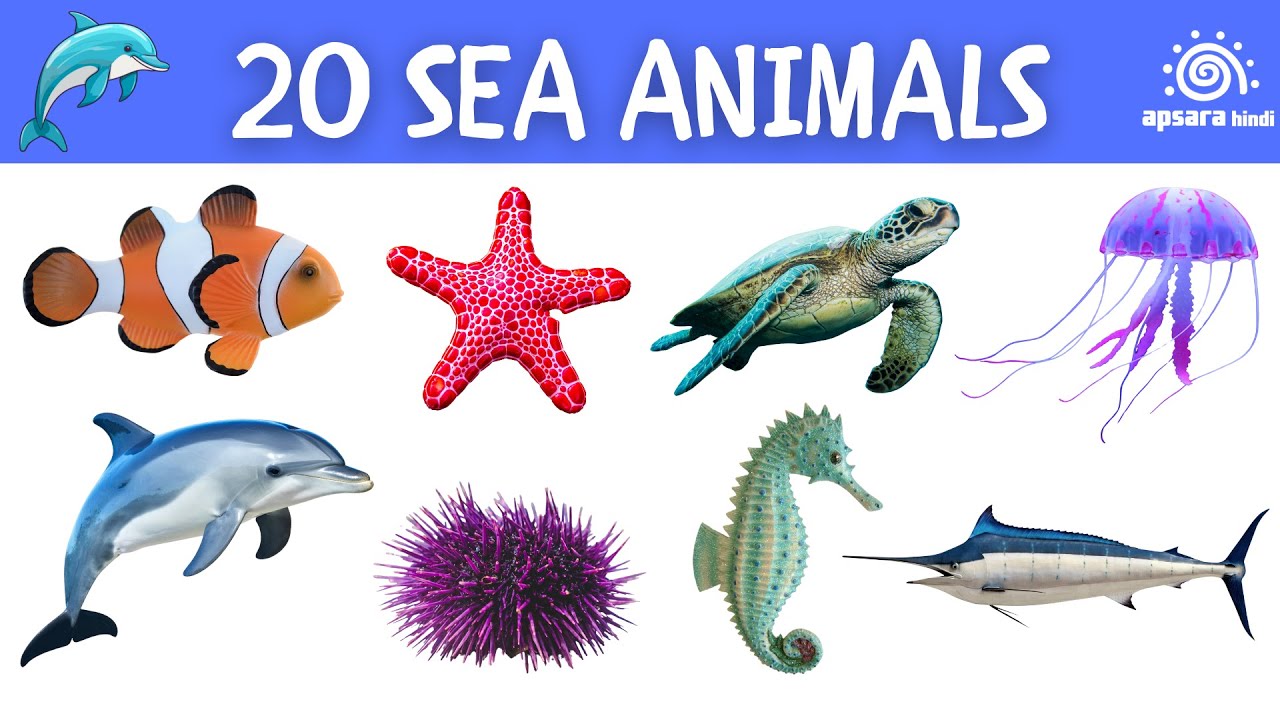 20 समुद्री जीवों के नाम | Learn 20 Sea Animals Name in English with ...