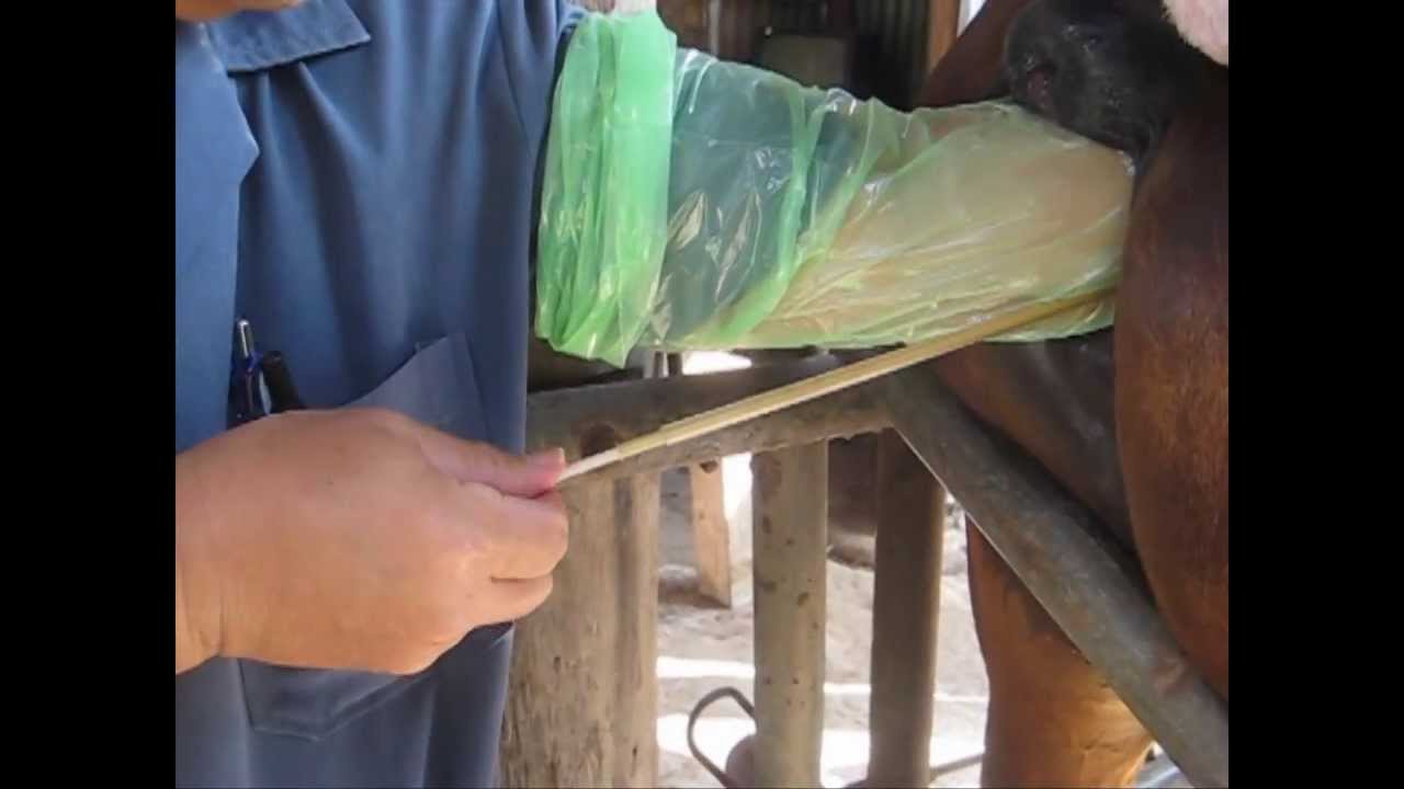 Uterine cell swab technique in mare - YouTube