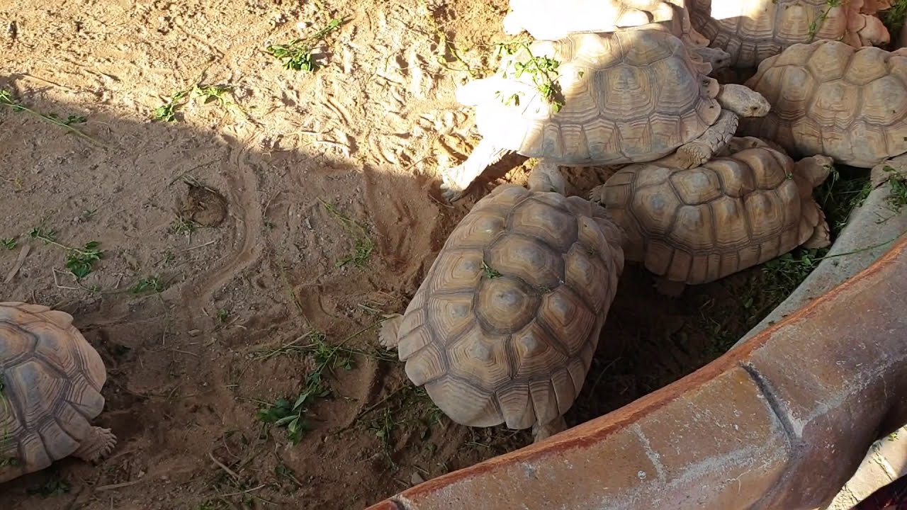 North Sidra Farm | Ghashamiyya، Al Shamal Rd, shamal | Qatar | Doha ...