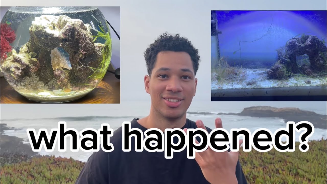 1 GAL PICO REEF EP 3: FINALE + MY TOP TIPS FOR YOU - YouTube