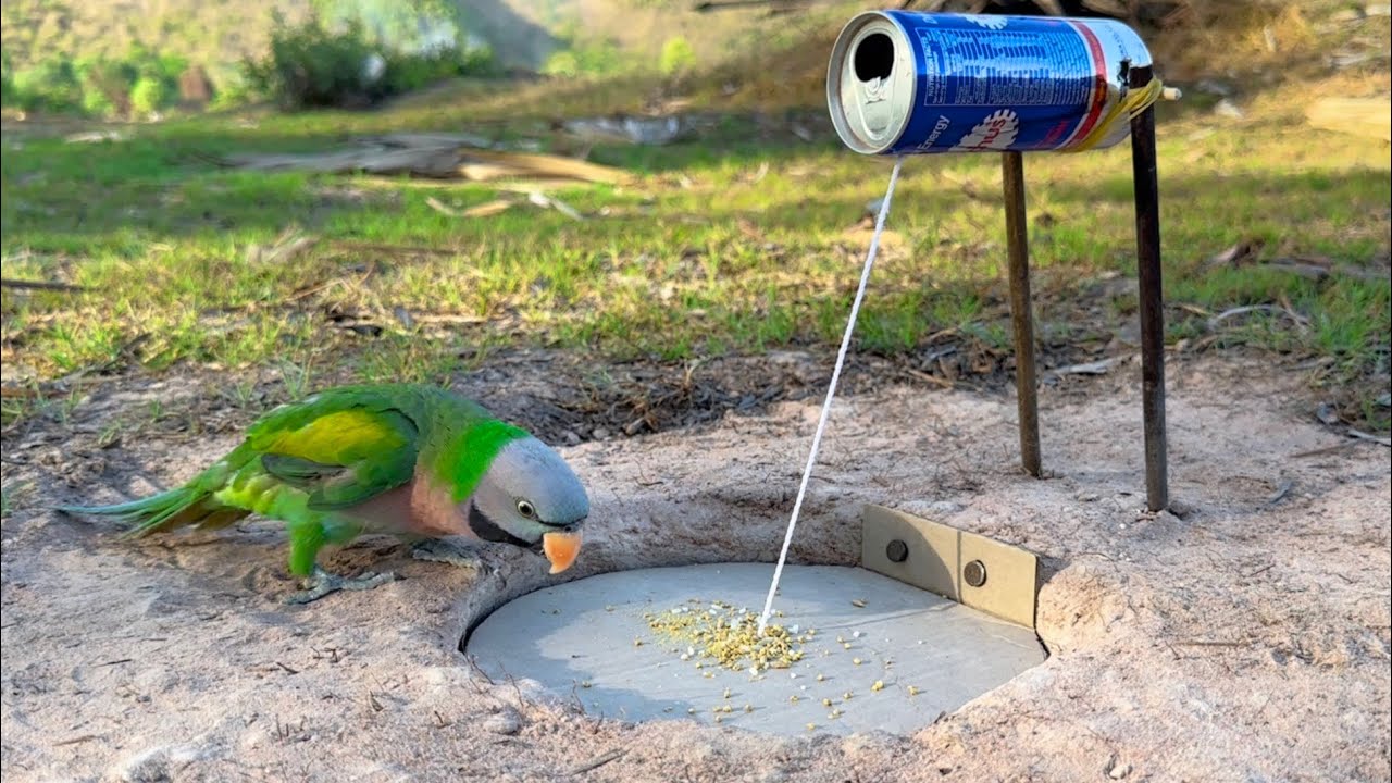 how to make a bird trap || simple trap - YouTube