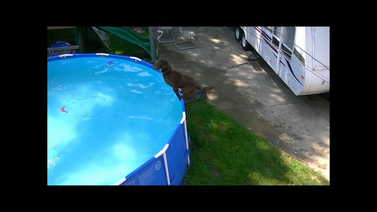 Dog jumps into above ground pool - YouTube