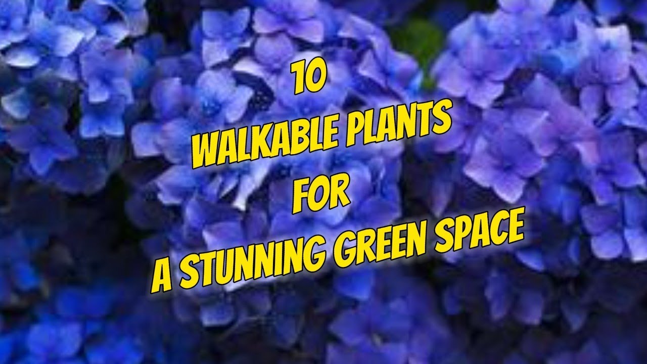 🌿 Transform Your Garden Path: 10 Walkable Plants for a Stunning Green ...