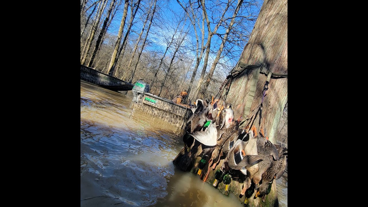 Arkansas January mallards in the thicket. - YouTube