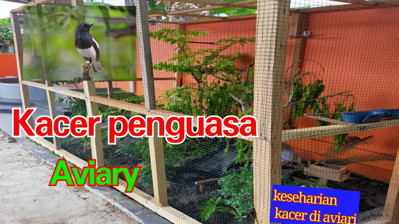 KACER DI aviary teras rumah - YouTube