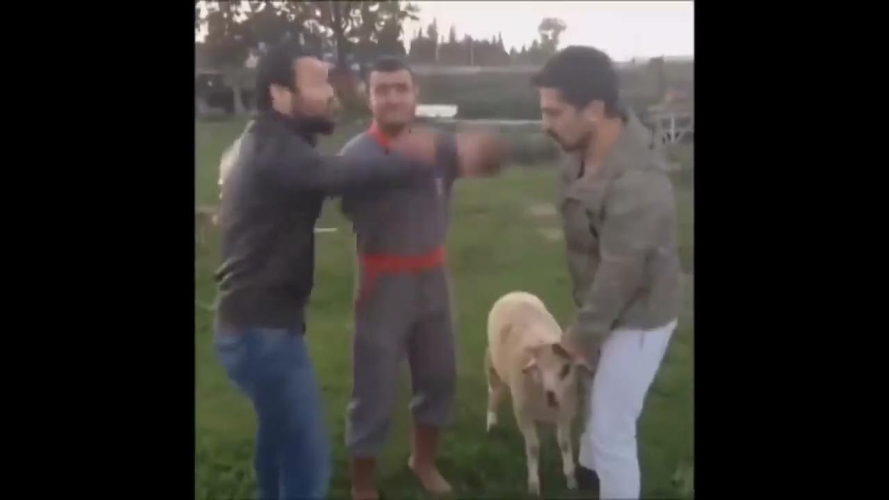 tosun bu tosun tosun - YouTube