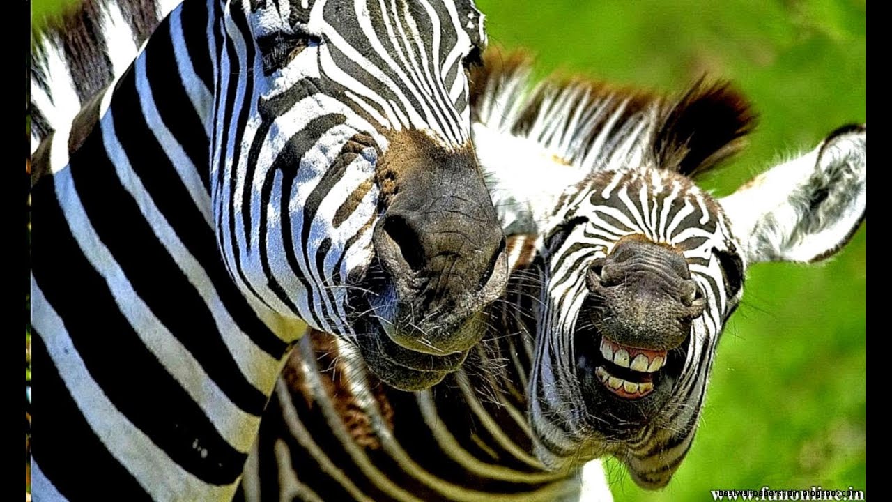 Zebra Sings?!? - YouTube