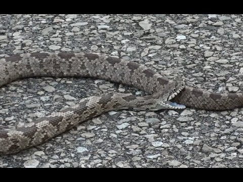 Oak snake in serious pain, throws up some creature! - YouTube