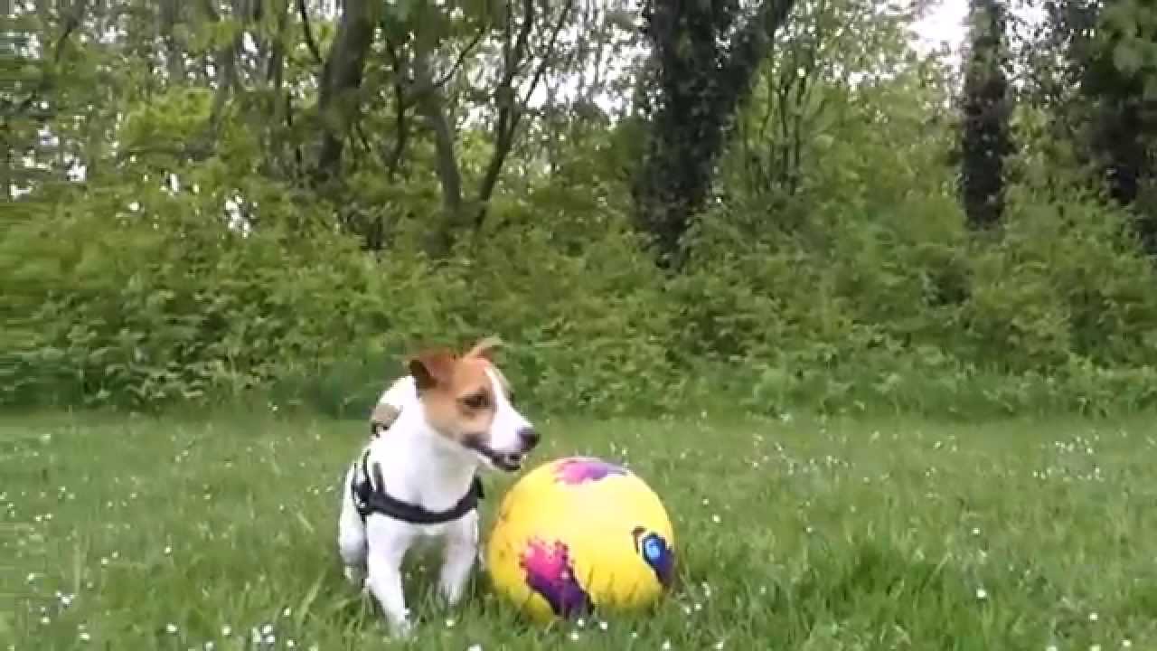 Dog plays football/soccer ! Magic dribbling ! - YouTube