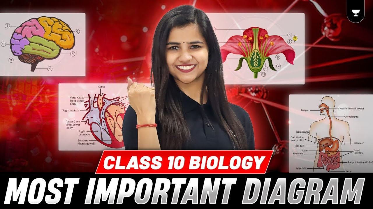 Most Important Diagrams | CBSE Class 10 Biology | Boards 2025 | By ...