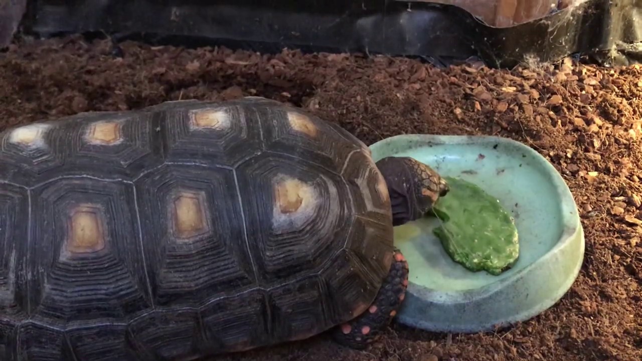 Redfoot Tortoise eating Cactus Pad - YouTube