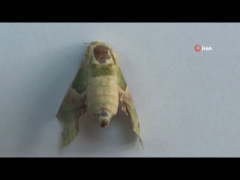 Sırtında İnsan Sureti Bulunan Kelebek Görenleri Şaşırtıyor