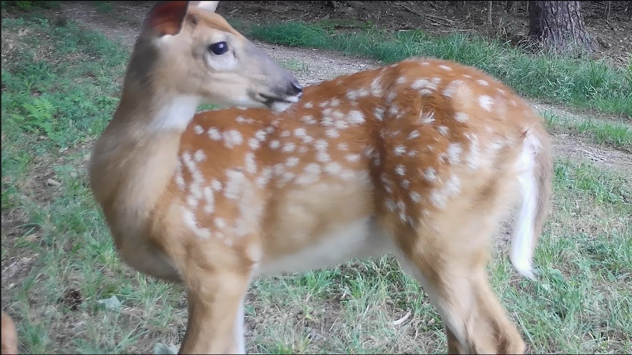 Fawn and Friends [4K] - YouTube