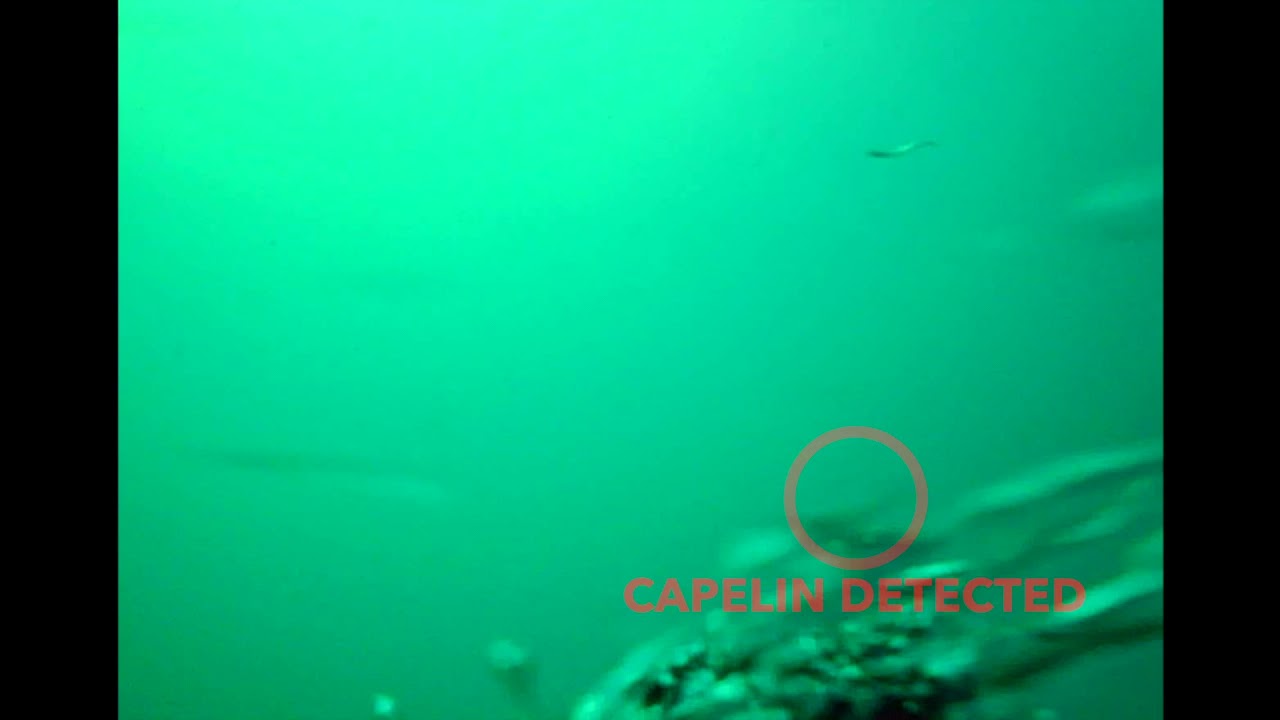 Thick-billed murre diving underwater for capelin at Coats Island - YouTube