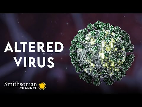 We Keep Discovering New Coronaviruses (and that’s OK) 🦠 Virus Hunting | Smithsonian Channel