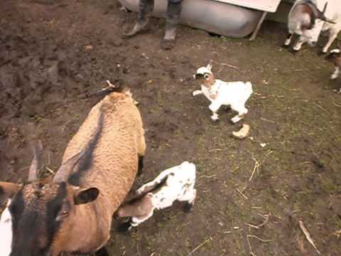 de geitjes buiten - YouTube