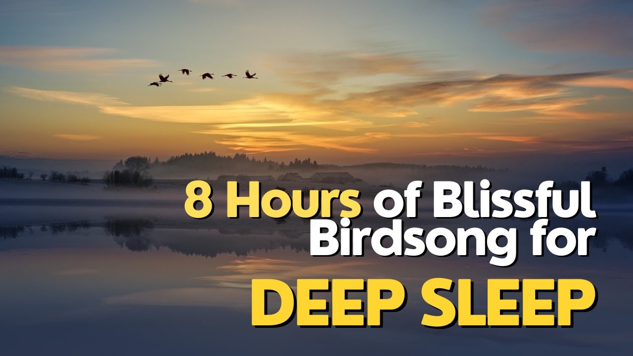 🐦 8 Hours of Evening Birds Singing in Spring | Nature Sounds for Deep ...