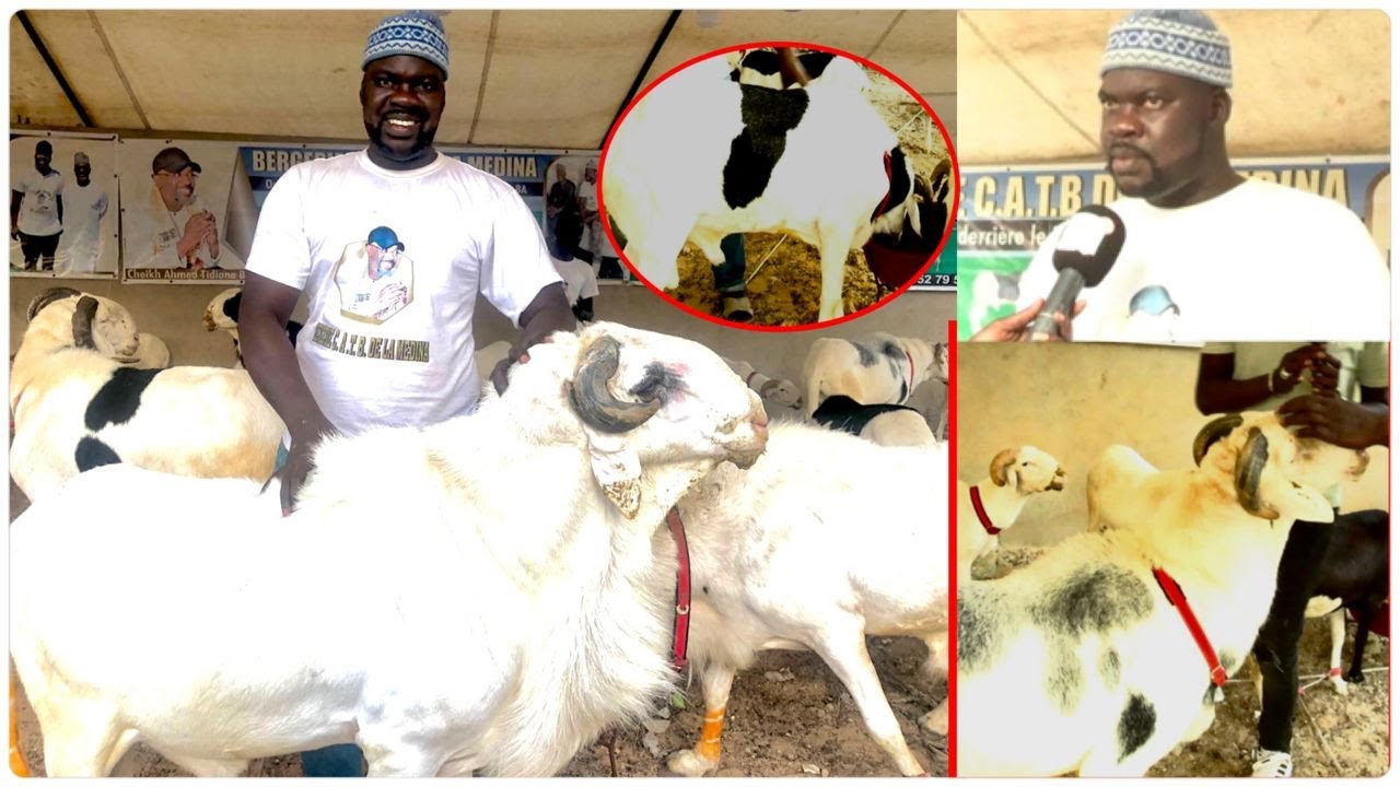 Opération Tabaski 2023 : Découvrez la bergerie CATB avec des moutons jusqu’à 700 milles FCFA ...
