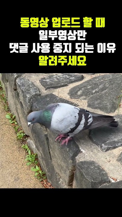 동영상 업로드 할 때 일부영상만 댓글사용중지 되는 이유 모르겠어요 알려주세요 댓글사용중지 Youtube