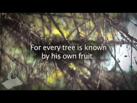 Luke 6:44 - For every tree is known by his own fruit. For of thorns men ...