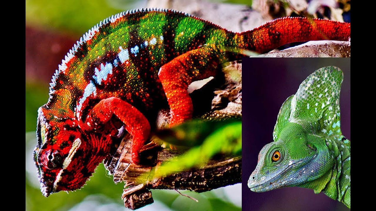 INCREDIBLY Colorful Sea Creatures | World's Most Beautiful Animal ...