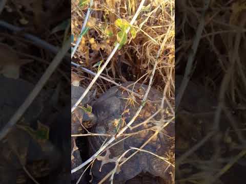 Kaplumbağalar ın çiftleşme anı