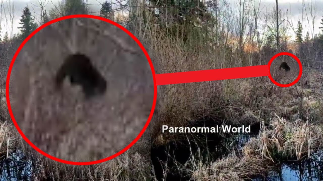5 Real Werewolf sighting - Paranormal TOP 5 - YouTube