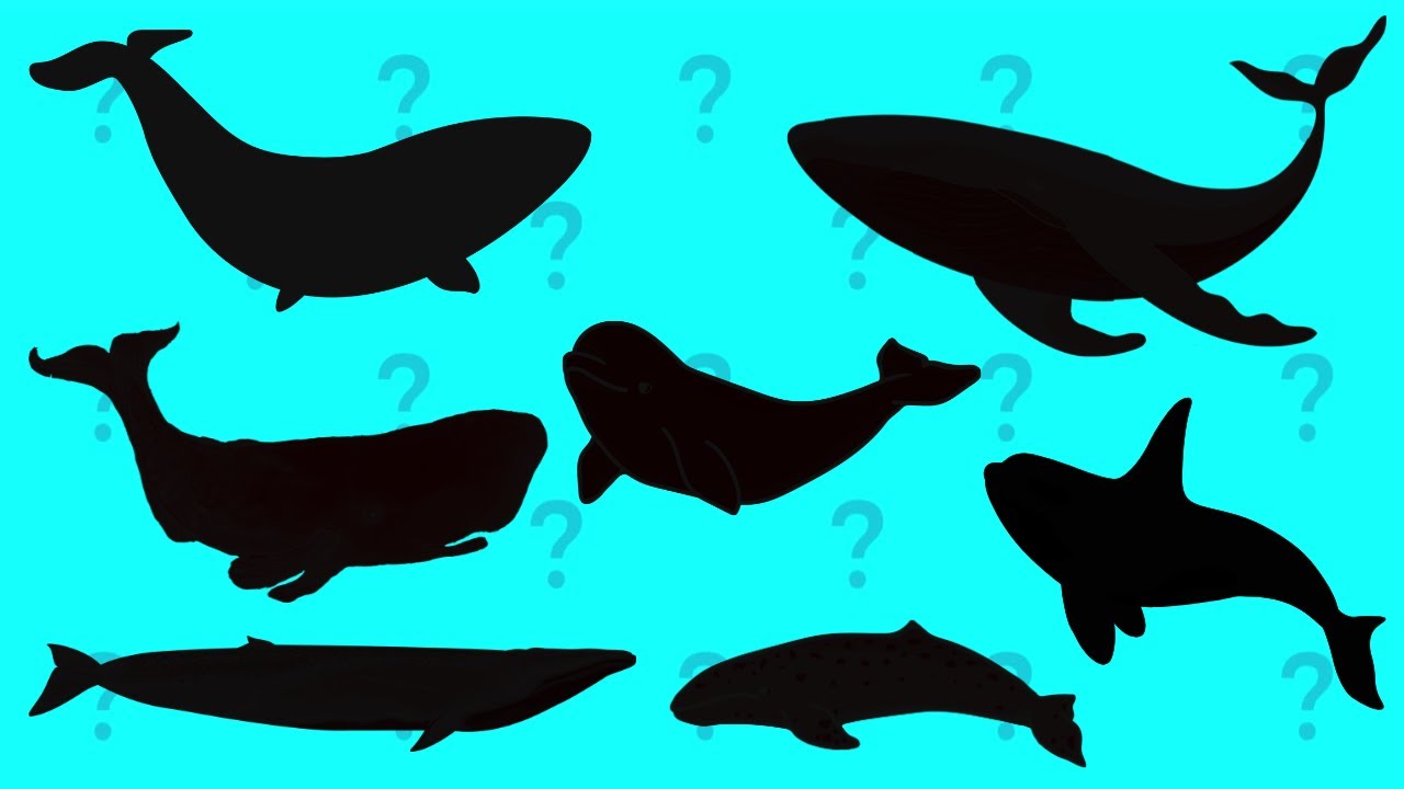 Guess the shadow of whales |Fun Educational Song for Kids - YouTube