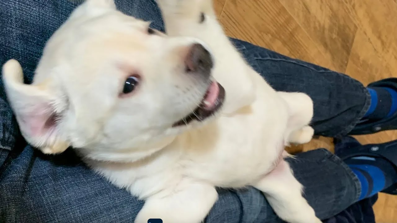 Flashback Friday: Hilarious Chunky Puppy Weigh-in with 4 ADORABLE ...