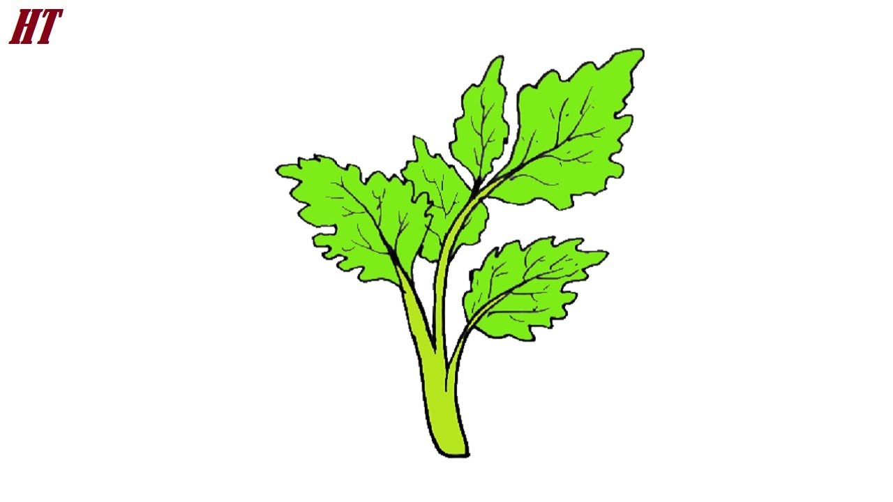 How to Draw Parsley Easy || Vegetables Drawing - YouTube