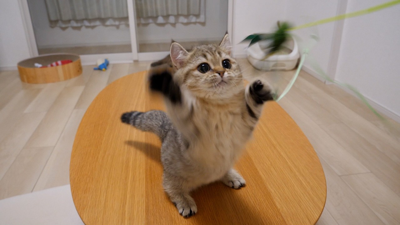 Hundreds of cat punches from the kittens were launched! - YouTube