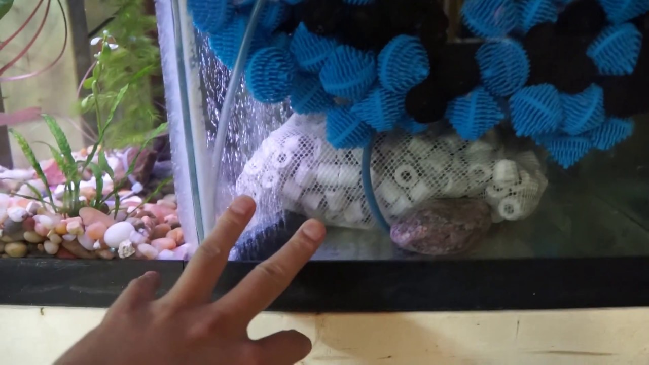 Aquarium Sump/Filtration Design for Fresh Water Turtle Tank with ...