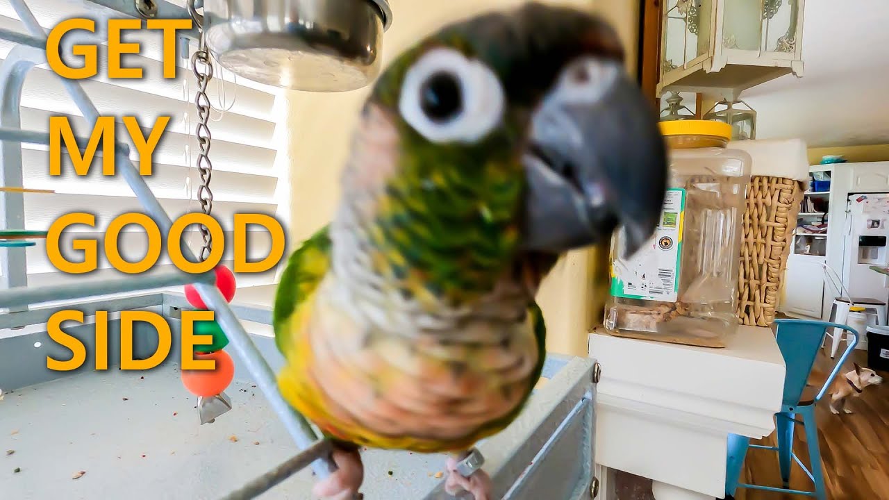 Trello Interacts with the Camera: 8 Minutes in the Life of a Talking ...